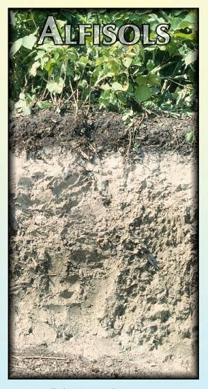 12 Soil Orders in Soil Taxonomy with Their Major Characteristics ...