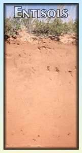 ENTISOLS - Earth Review