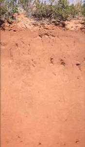 Entisol - Earth Review