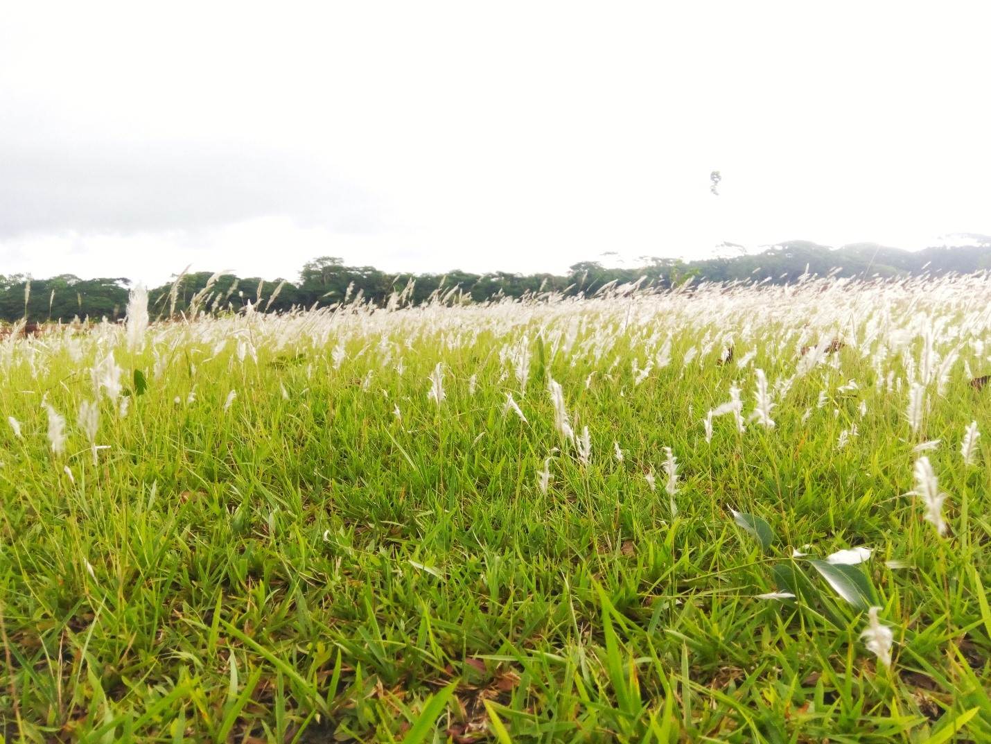 Natural Environmental Degradation and Consequences: Time for Nature