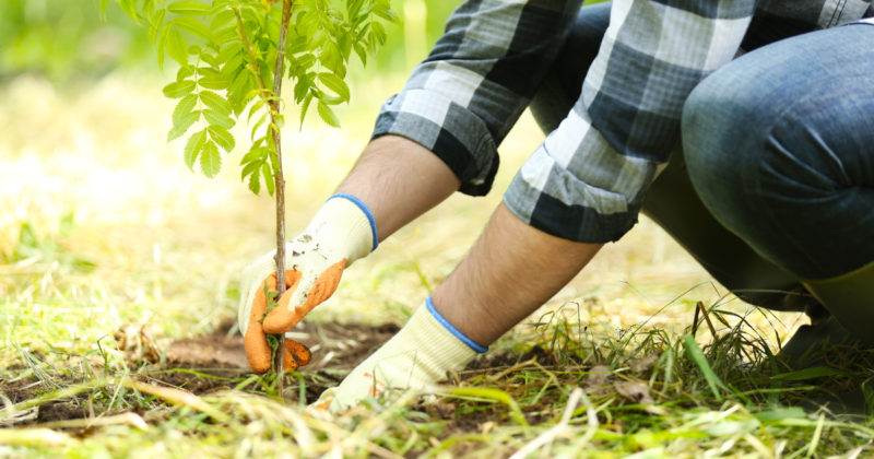 Environmental and Social Welfare - Earth Review